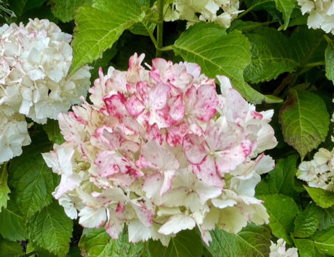 Grow - The Cape Cod Hydrangea Society